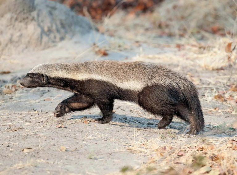 Honey Badger - Facts, Habitat, Diet, Life Cycle, Pictures