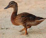 Mallard Duck - Facts, Habitat, Diet, Color, Lifespan & Pictures