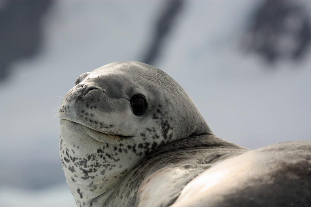 Leopard Seal - Facts, Size, Weight, Habitat, Diet & Pictures