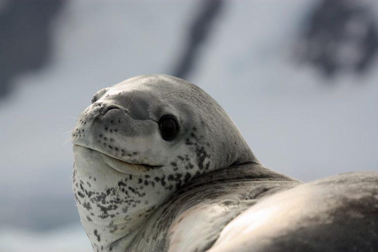 Leopard Seal - Facts, Size, Weight, Habitat, Diet & Pictures