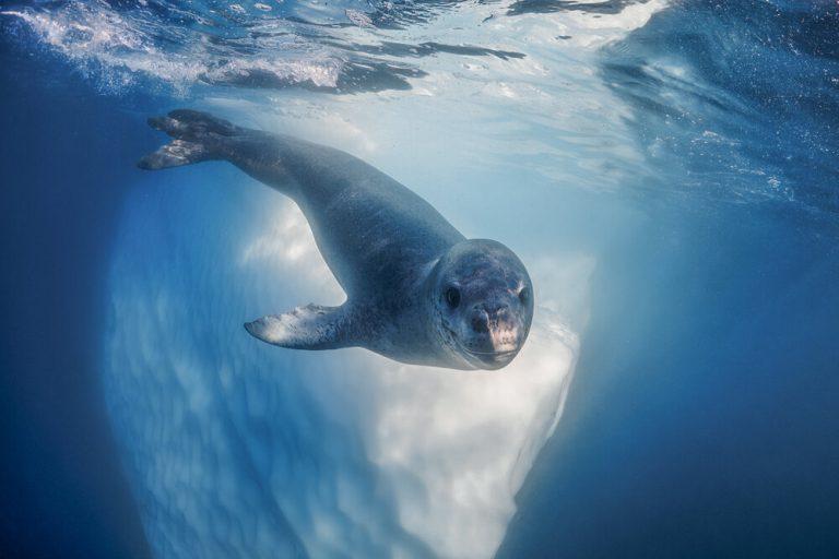 Leopard Seal - Facts, Size, Weight, Habitat, Diet & Pictures