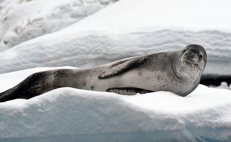 Leopard Seal - Facts, Size, Weight, Habitat, Diet & Pictures