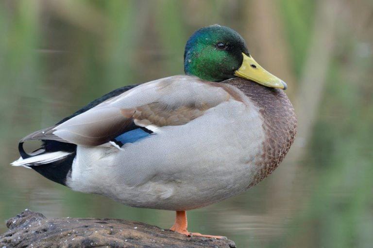 Mallard Duck - Facts, Habitat, Diet, Color, Lifespan & Pictures