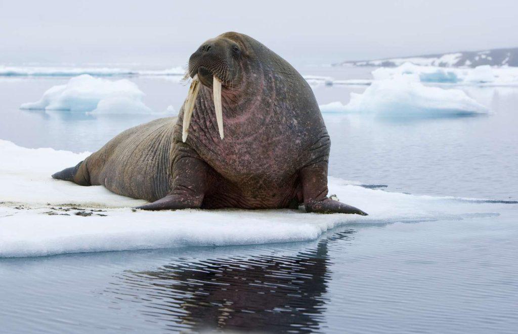 Walrus - Facts, Size, Weight, Habitat, Diet, Predators & Pictures