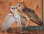 Barn Owl - Facts, Size, Lifespan, Color, Habitat, Diet & Pictures