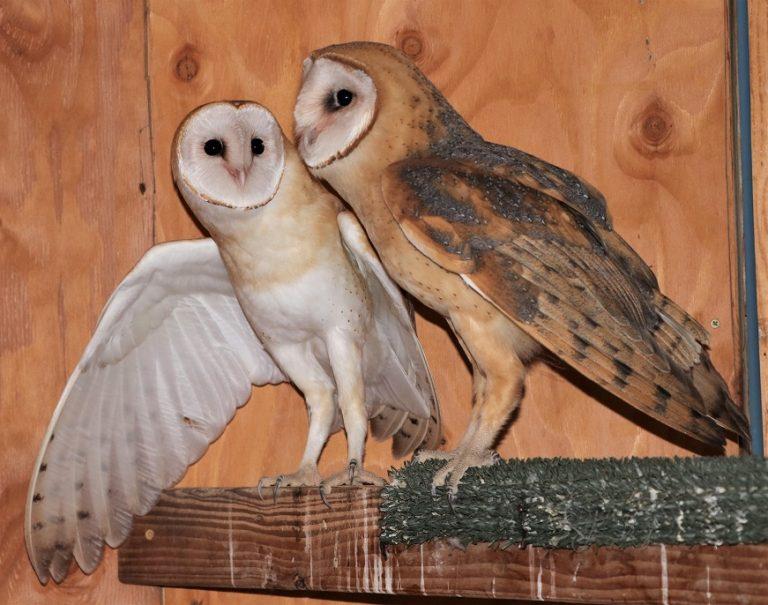 Barn Owl - Facts, Size, Lifespan, Color, Habitat, Diet & Pictures