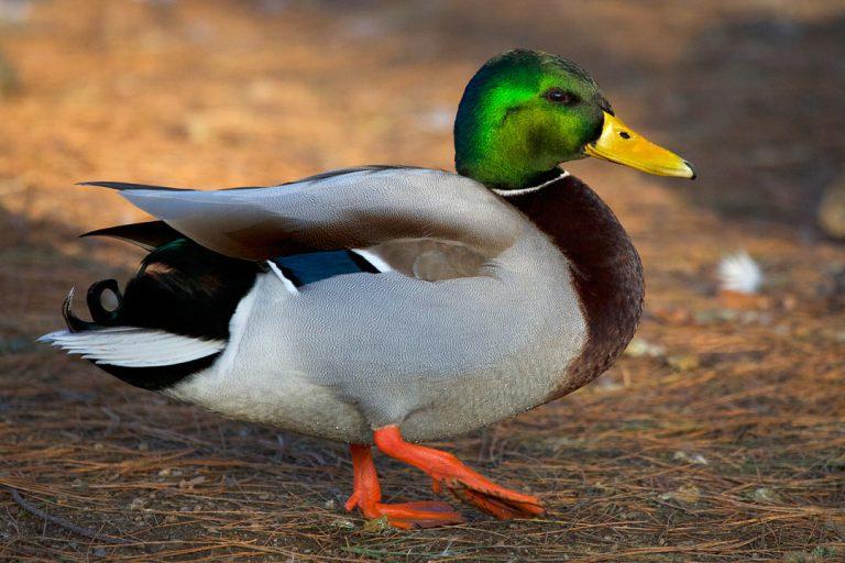 Mallard Duck - Facts, Habitat, Diet, Color, Lifespan & Pictures