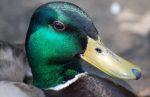 Mallard Duck - Facts, Habitat, Diet, Color, Lifespan & Pictures