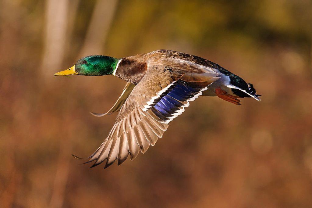 Mallard Duck - Facts, Habitat, Diet, Color, Lifespan & Pictures
