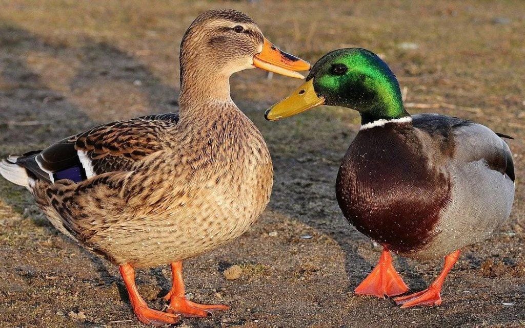 Mallard Duck - Facts, Habitat, Diet, Color, Lifespan & Pictures