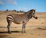 Mountain Zebra - Facts, Habitat, Diet, Adaptations & Pictures