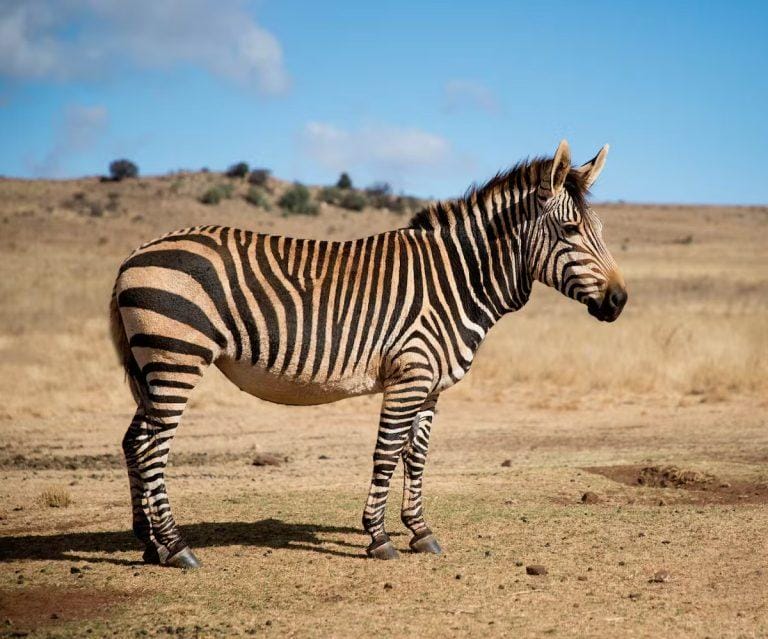 Mountain Zebra - Facts, Habitat, Diet, Adaptations & Pictures