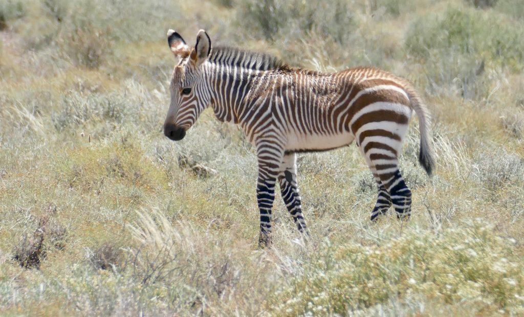 Mountain Zebra - Facts, Habitat, Diet, Adaptations & Pictures