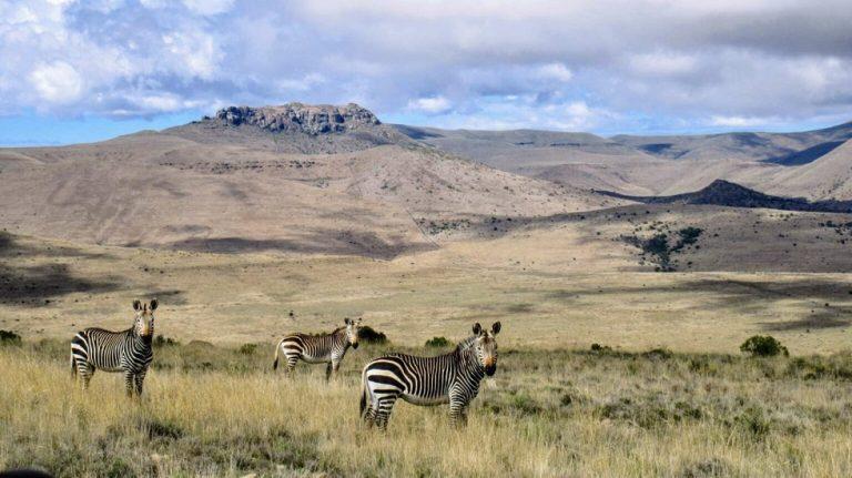 Mountain Zebra - Facts, Habitat, Diet, Adaptations & Pictures