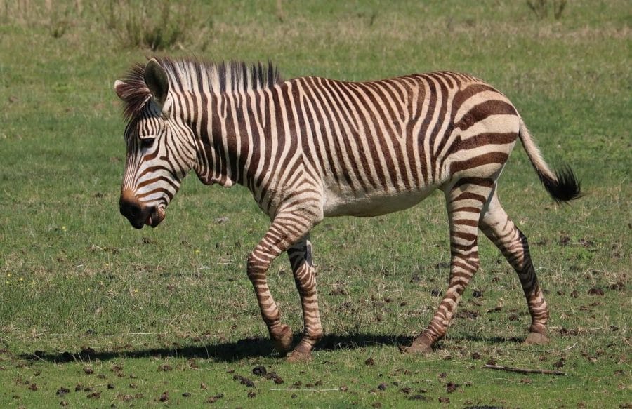 Mountain Zebra - Facts, Habitat, Diet, Adaptations & Pictures
