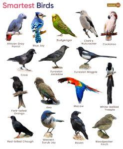 Smartest Birds in the World – List, Facts, Pictures