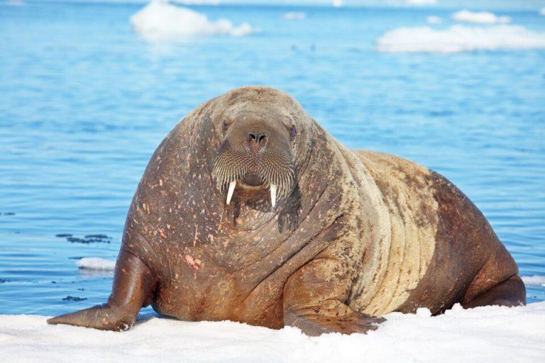 Walrus - Facts, Size, Weight, Habitat, Diet, Predators & Pictures