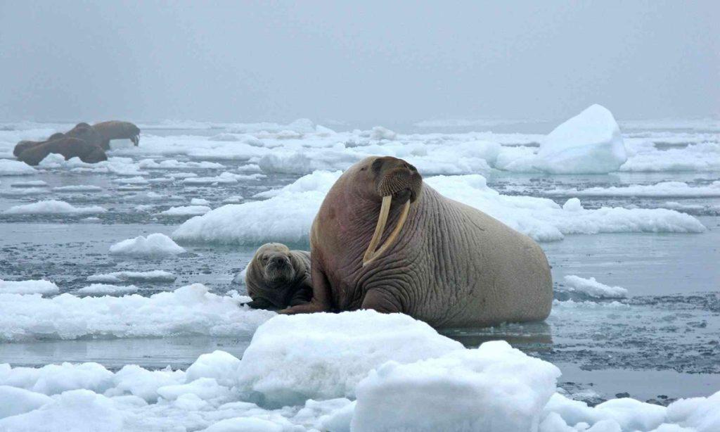 Walrus - Facts, Size, Weight, Habitat, Diet, Predators & Pictures