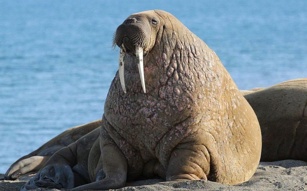 Walrus - Facts, Size, Weight, Habitat, Diet, Predators & Pictures