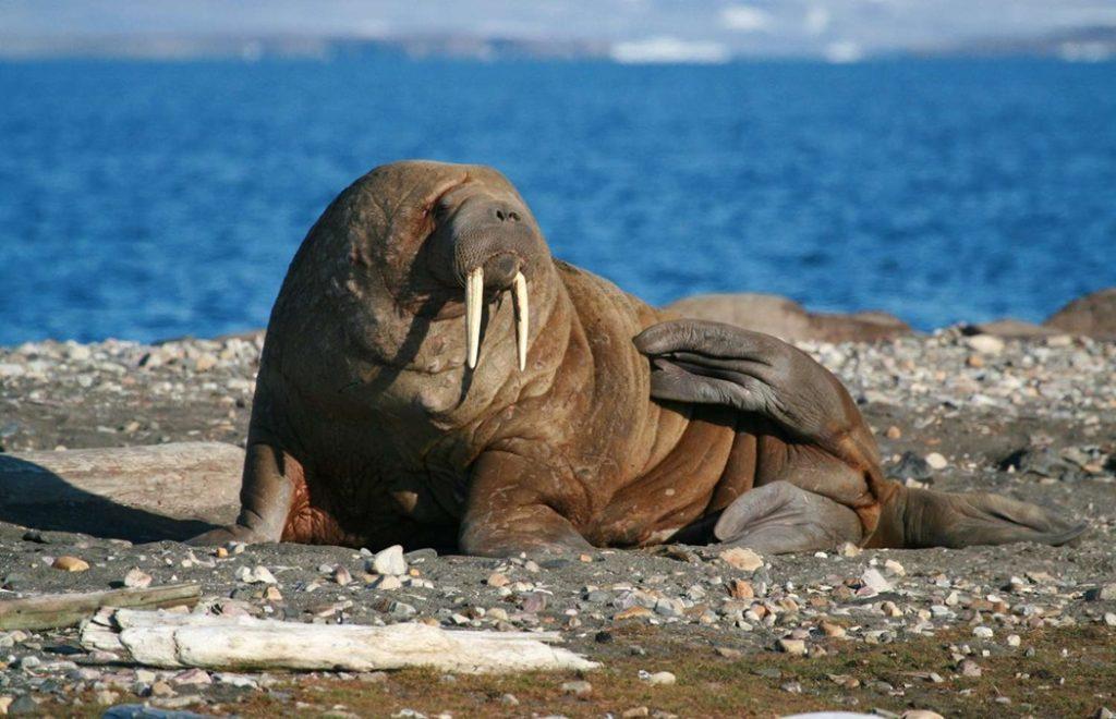 Walrus - Facts, Size, Weight, Habitat, Diet, Predators & Pictures