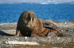 Walrus - Facts, Size, Weight, Habitat, Diet, Predators & Pictures