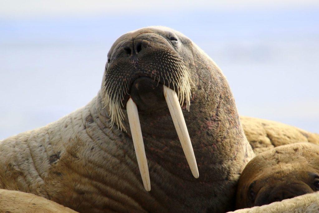 Walrus - Facts, Size, Weight, Habitat, Diet, Predators & Pictures