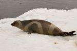 Ribbon Seal - Facts, Size, Diet, Habitat, Adaptations & Pictures