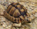 Egyptian Tortoise - Facts, Size, Habitat, Diet & Pictures
