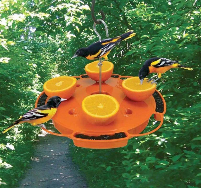 Baltimore Oriole - Facts, Calls, Diet, Habitat, Migration & Pictures