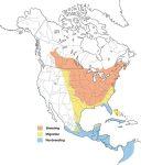 Baltimore Oriole - Facts, Calls, Diet, Habitat, Migration & Pictures