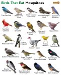 List of Birds That Eat Mosquitoes - With Pictures