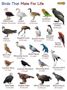 List of Birds That Mate For Life (With Pictures)