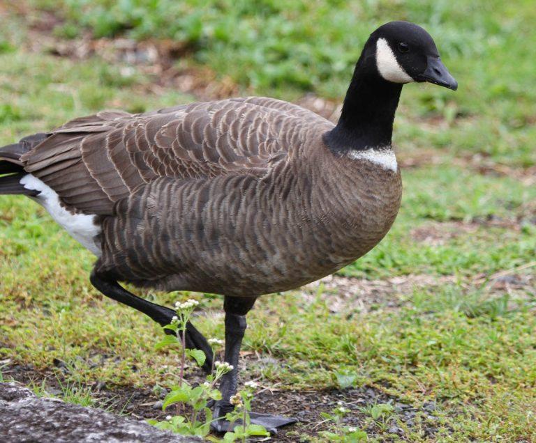 Cackling Goose - Facts, Size, Diet, Migration, Range & Pictures