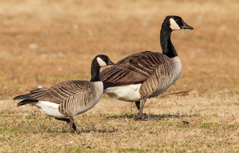 Cackling Goose - Facts, Size, Diet, Migration, Range & Pictures