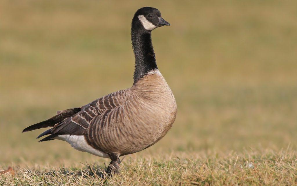 Cackling Goose - Facts, Size, Diet, Migration, Range & Pictures