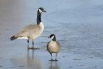 Cackling Goose - Facts, Size, Diet, Migration, Range & Pictures