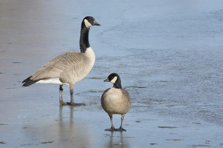 Cackling Goose - Facts, Size, Diet, Migration, Range & Pictures