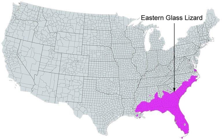 Eastern Glass Lizard - Facts, Habitat, Diet & Pictures