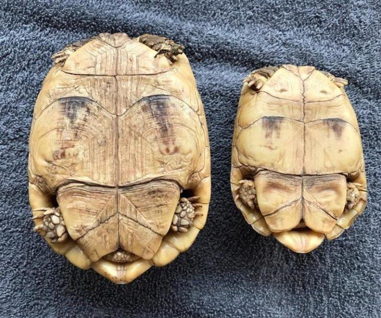 Egyptian Tortoise - Facts, Size, Habitat, Diet & Pictures