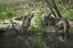 Eurasian Otter - Facts, Size, Diet, Habitat, Range & Pictures