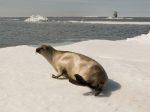 Ribbon Seal - Facts, Size, Diet, Habitat, Adaptations & Pictures