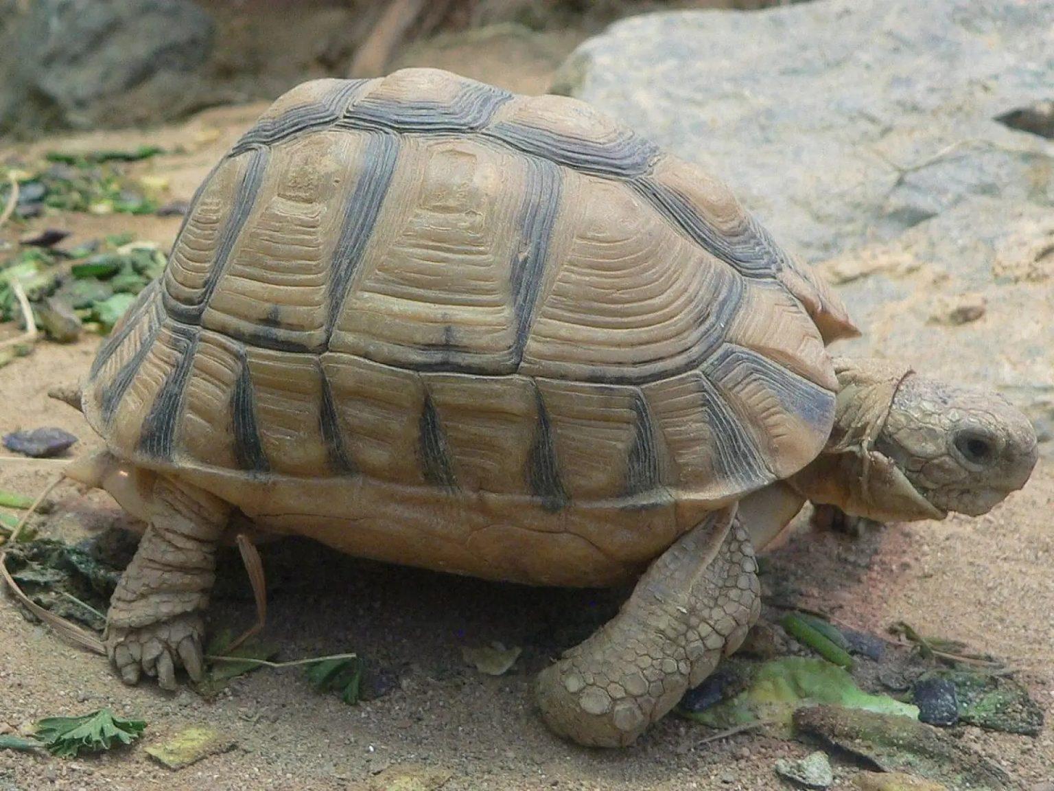 Egyptian Tortoise - Facts, Size, Habitat, Diet & Pictures