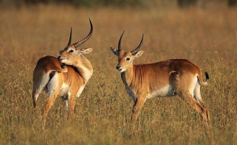 Red Lechwe - Facts, Size, Habitat, Diet & Pictures