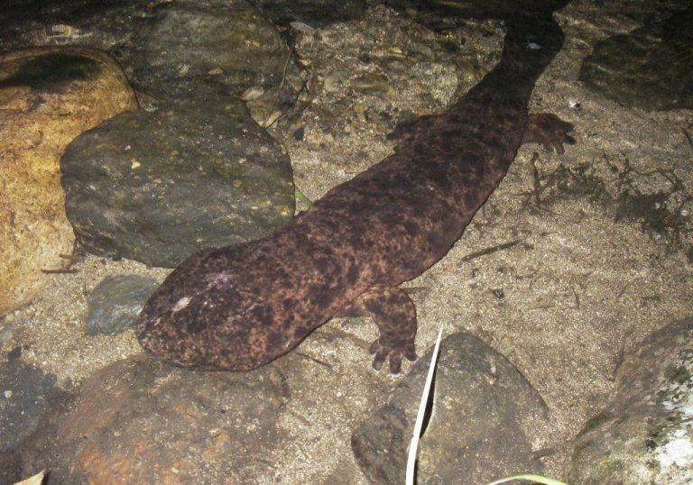 Japanese Giant Salamander - Facts, Size, Lifespan, Diet & Pictures