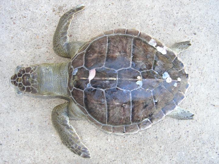 Kemp’s Ridley Sea Turtle - Facts, Size, Habitat, Diet & Pictures