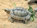 Egyptian Tortoise - Facts, Size, Habitat, Diet & Pictures