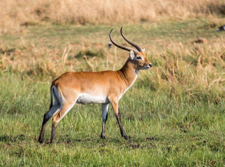 Red Lechwe - Facts, Size, Habitat, Diet & Pictures
