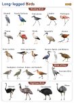 List of Birds With Long Legs (With Pictures)