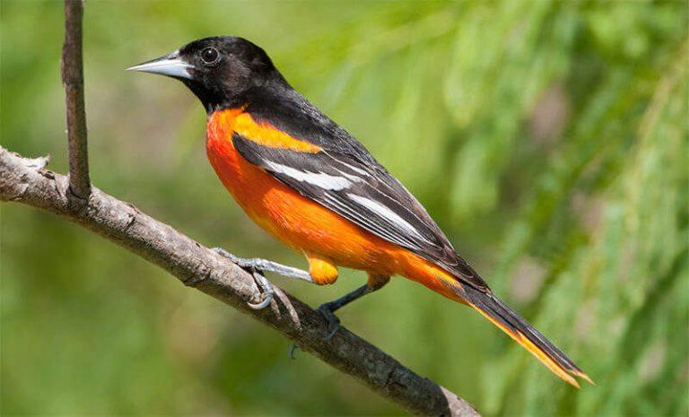 Baltimore Oriole - Facts, Calls, Diet, Habitat, Migration & Pictures
