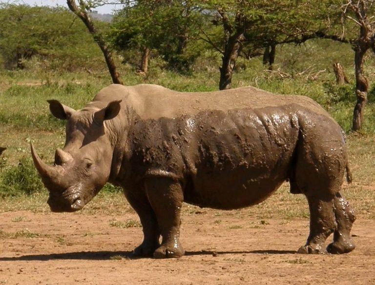 White Rhinoceros - Facts, Habitat, Conservation Status & Pictures